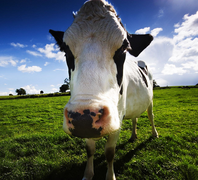 Why It’s Unethical to Eat Meat | The Opinioness